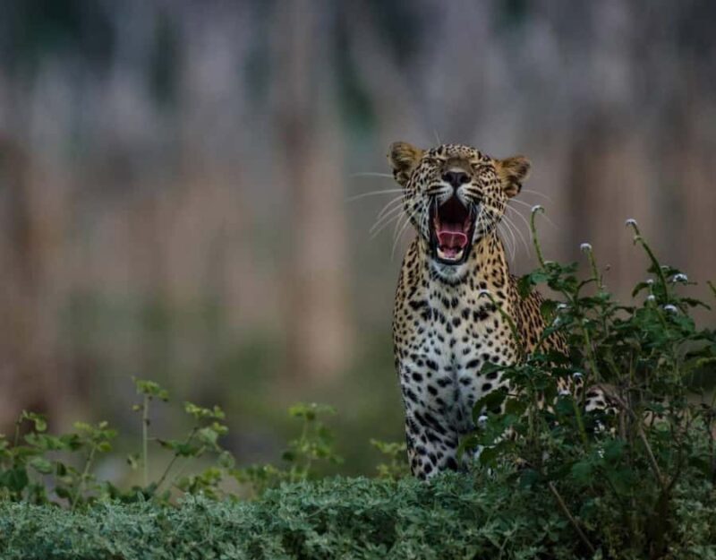 From Anuradhapura:Wilpattu Full-Day Wildlife Safari. - FAQ