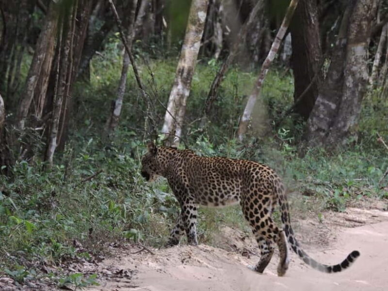 From Anuradhapura:Wilpattu Full-Day Wildlife Safari. - A Practical Look at the Wilpattu Safari Experience