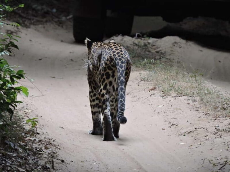 From Anuradhapura:Wilpattu Full-Day Wildlife Safari. - The Sum Up