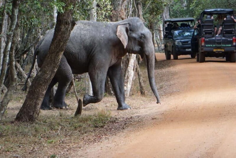 From Anuradhapura:Wilpattu Full-Day Wildlife Safari. - Frequently Asked Questions