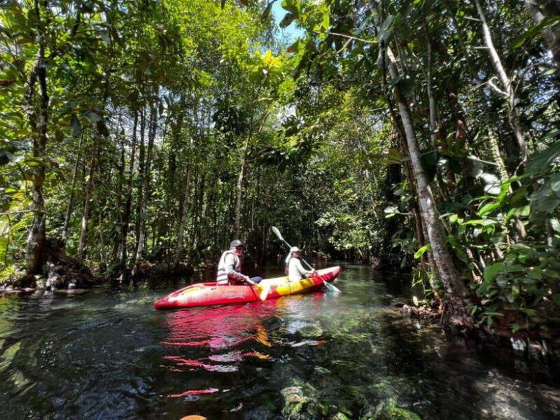 From Ao Nang: Kayaking at Klong Rud with Hotel Transfers - An Authentic and Accessible Introduction to Krabi’s Mangroves