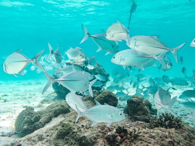 From Ao Nang: Similan Islands Boat Trip with Transfer & Food - FAQs