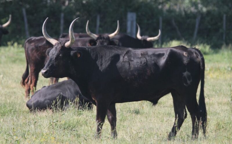 From Arles: Half-Day 4x4 Camargue Safari - The Experience Breakdown