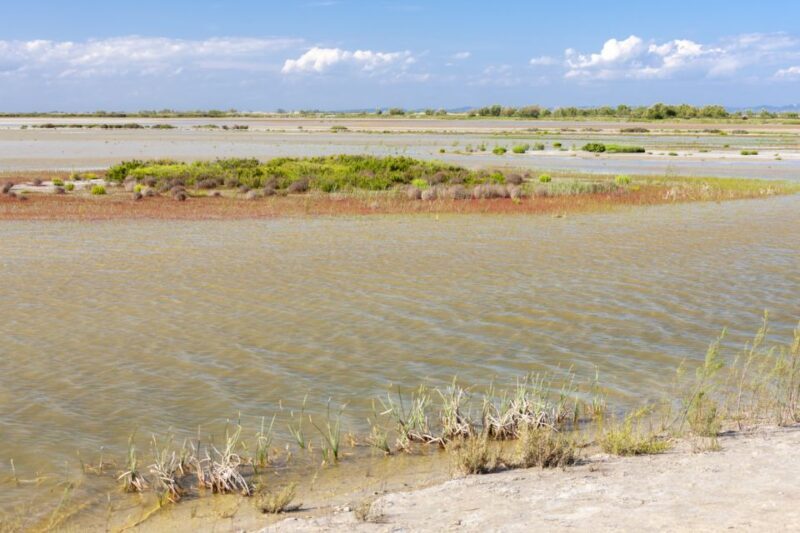 From Arles: Half-Day 4x4 Camargue Safari - Frequently Asked Questions