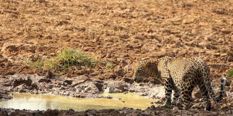 From Arugambay to Tangalle/Mirissa with Yala Leopard Safari - Key Points
