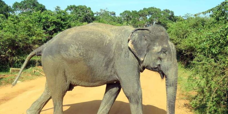 From Arugambay to Tangalle/Mirissa with Yala Leopard Safari - Introduction to the Tour Experience