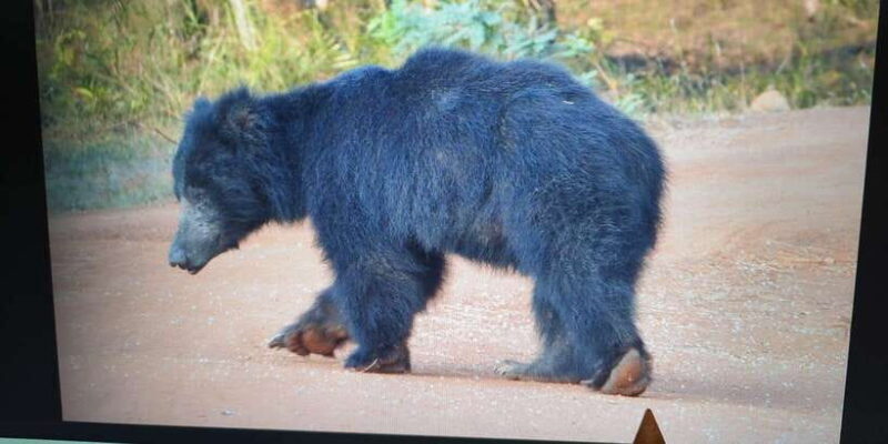 From Arugambay : Yala National Park Safari & Dropoff in Ella - Introduction to the Experience