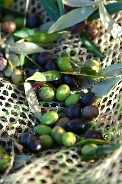 From Athens: Corinth and Olive Oil Tasting Private Tour - Practical Tips