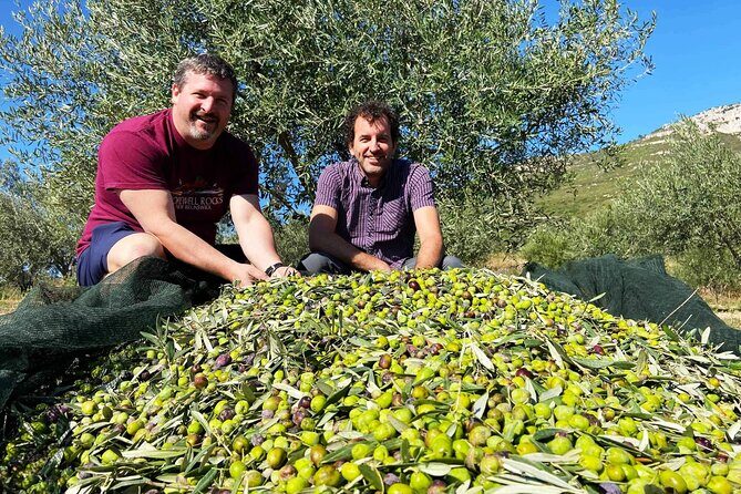 From Athens: Olive Oil Tasting, Olive Grove & Wine Experience - The Sum Up