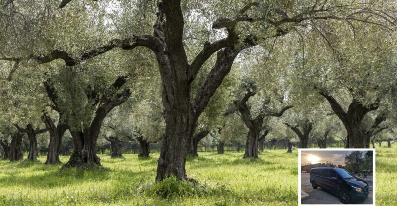 From Athens: Wine, Oil, & Cheese Tasting in Nemea & Argolis - An Immersive Day in the Peloponnese