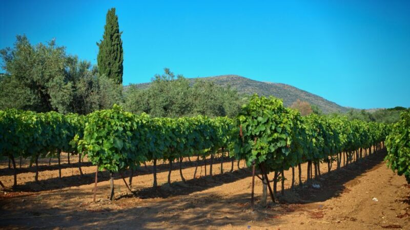 From Athens: Wine, Oil, & Cheese Tasting in Nemea & Argolis - Final Thoughts