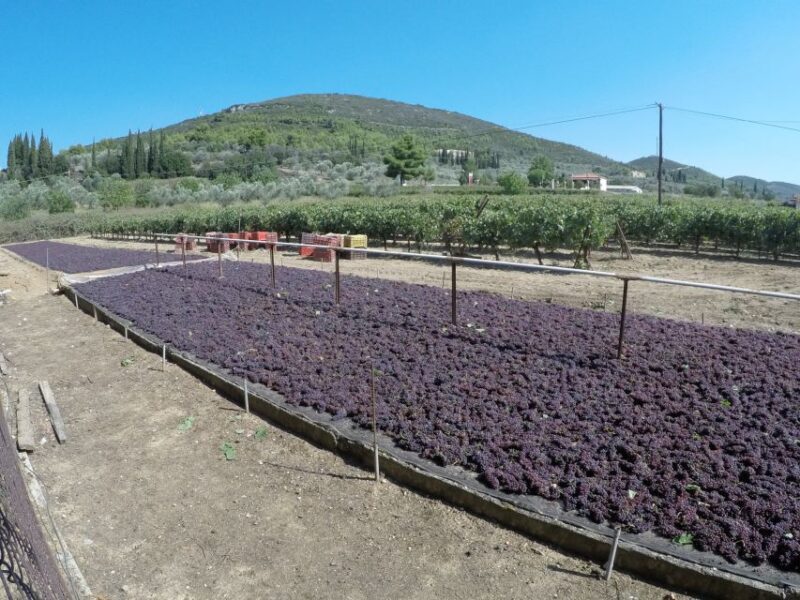 From Athens: Wine, Oil, & Cheese Tasting in Nemea & Argolis - FAQ
