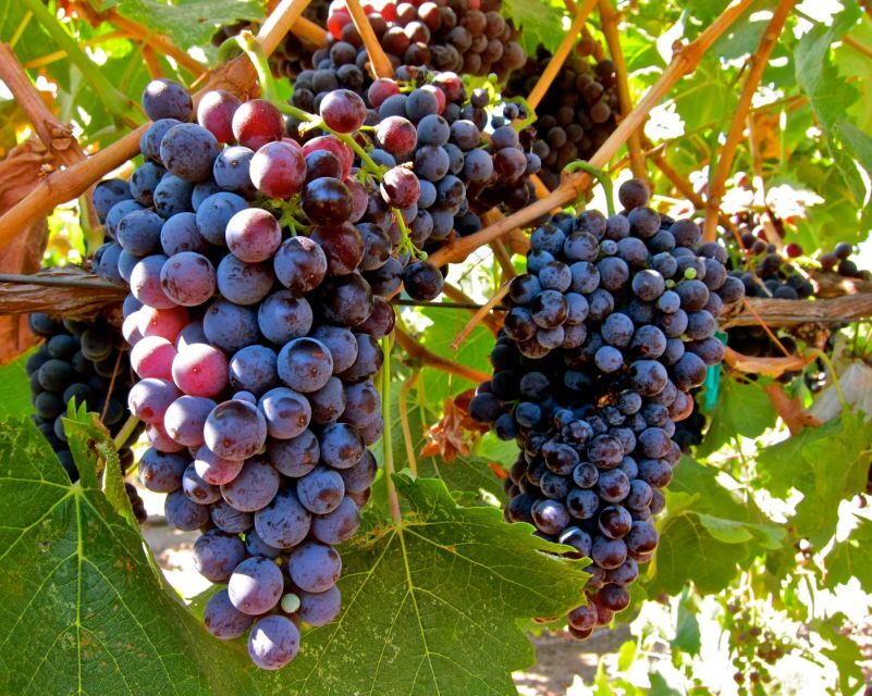 From Atlanta: Half-Day Wine Country Tour - An Honest Look at the Itinerary