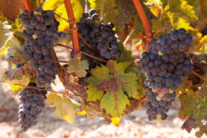 From Atlanta: Half-Day Wine Country Tour - A Well-Organized Escape to Georgia’s Wine Vineyards