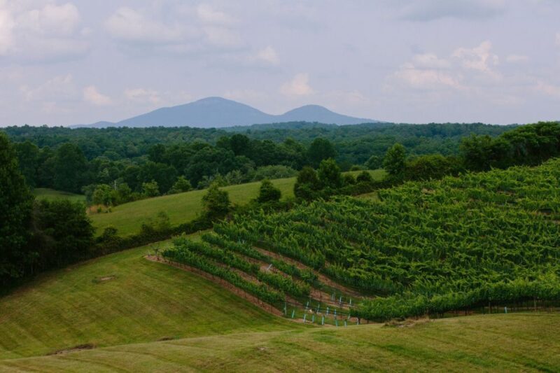 From Atlanta: Half-Day Wine Country Tour - Who Is This Tour Best For?