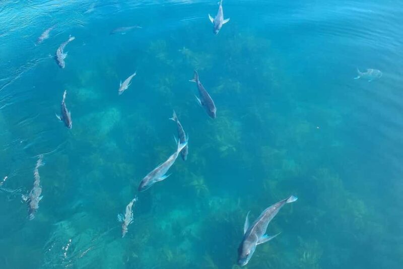 From Auckland: ALDERMAN ISLANDS (Ruamaahu) Day Trip - Pricing and Value