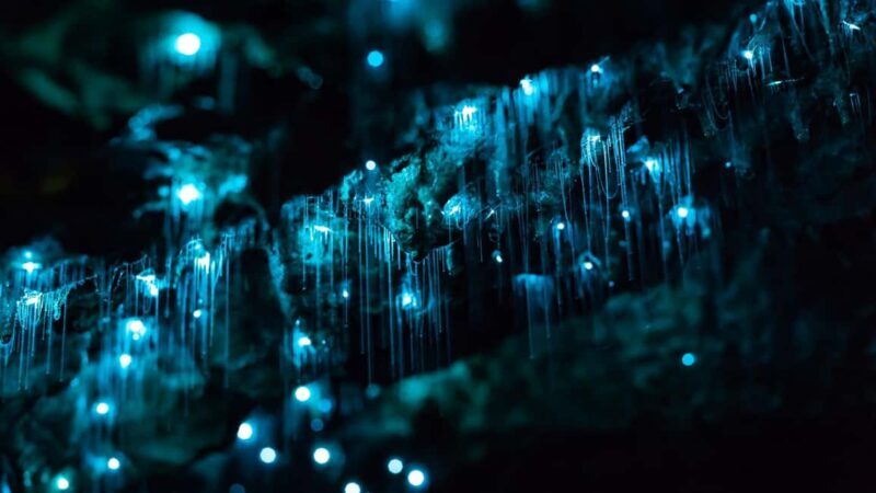 From Auckland: Day Trip to Waitomo Glow Worm Caves - Introduction