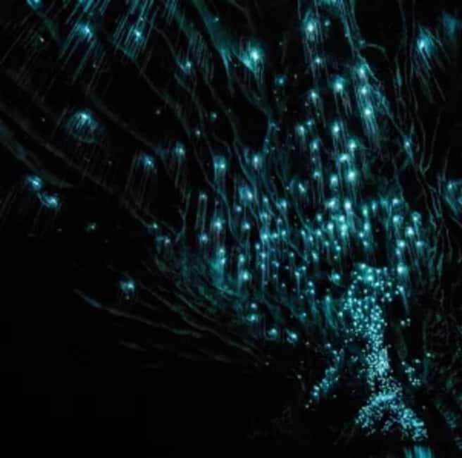 From Auckland: Day Trip to Waitomo Glow Worm Caves - What Makes This Tour Stand Out?