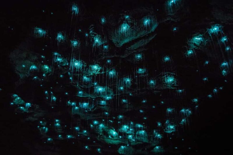 From Auckland: Day Trip to Waitomo Glow Worm Caves - An Honest Look at the Value