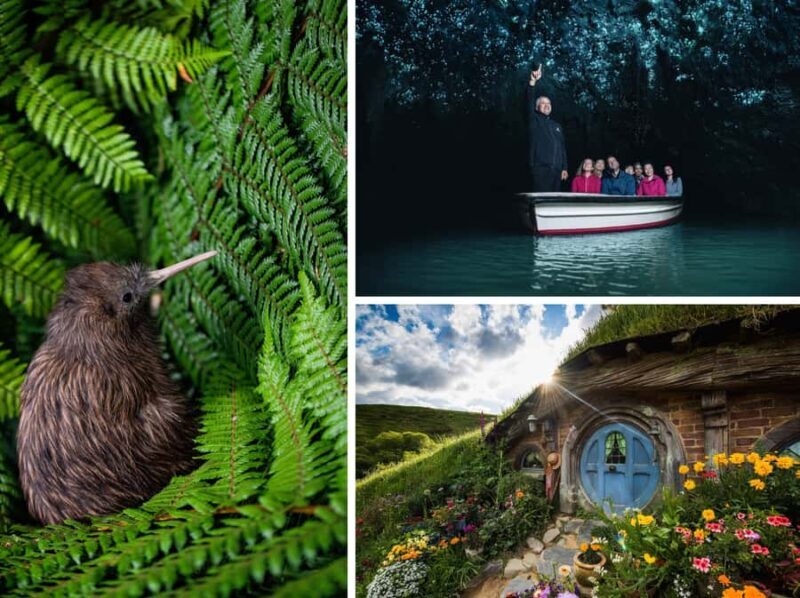 From Auckland: Hobbiton, Waitomo Caves & Kiwi House Tour - Introduction