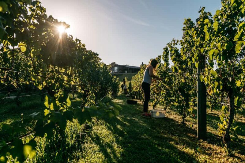 From Auckland: Waiheke Island Sip & Savour Tour with Lunch - From Auckland: Waiheke Island Sip & Savour Tour with Lunch – An Authentic Taste of New Zealand’s Vineyard Paradise