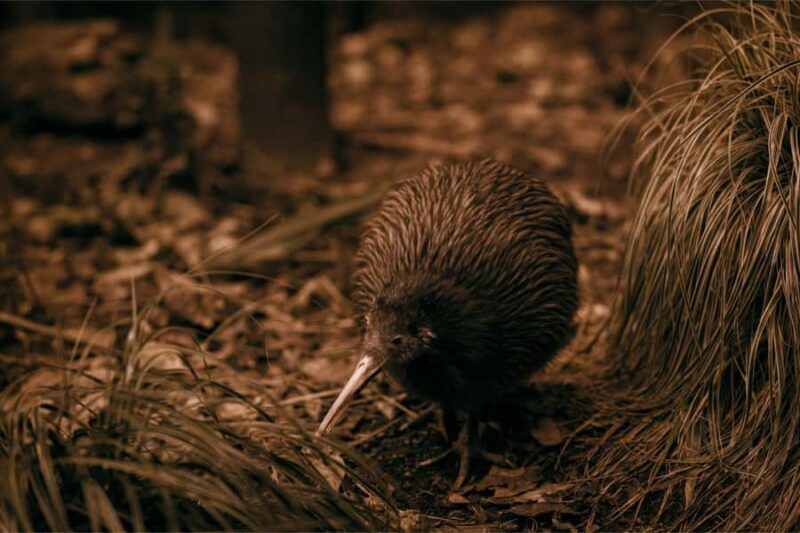 From Auckland: Waitomo Caves and Kiwi House Group Tour - Key Points