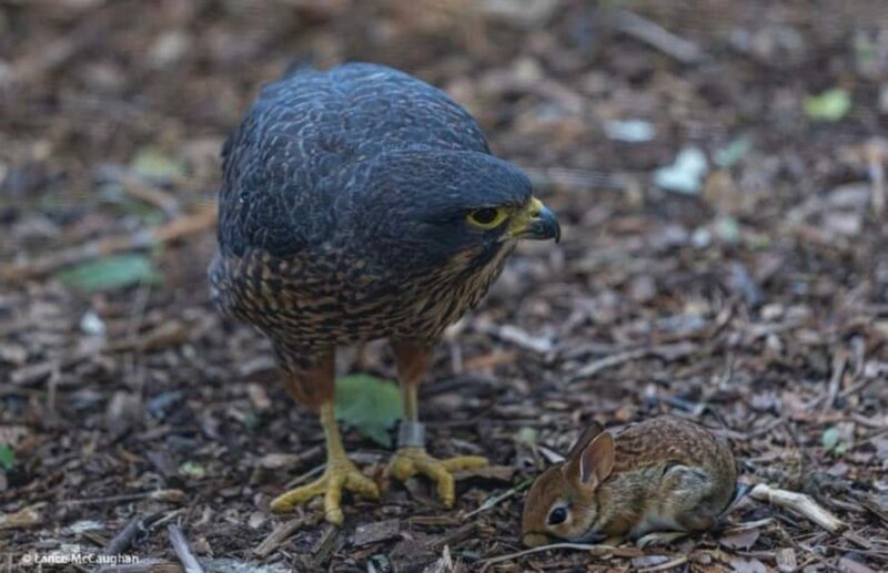 From Auckland: Waitomo Caves and Kiwi House Group Tour - FAQ
