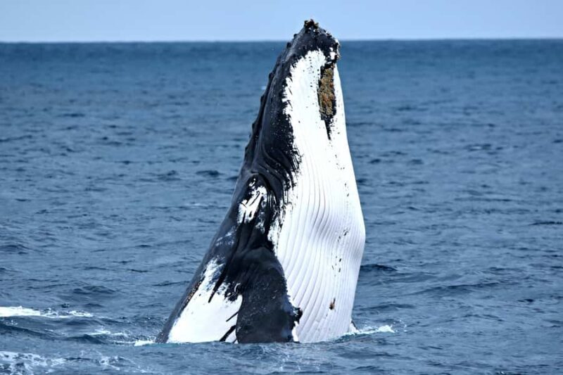 From Augusta: Whale Watching Award Winning Tour - Key Points