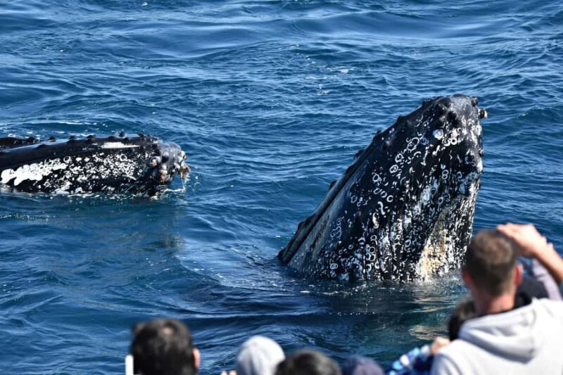 From Augusta: Whale Watching Award Winning Tour - The Itinerary: What to Expect During Your 2 Hours