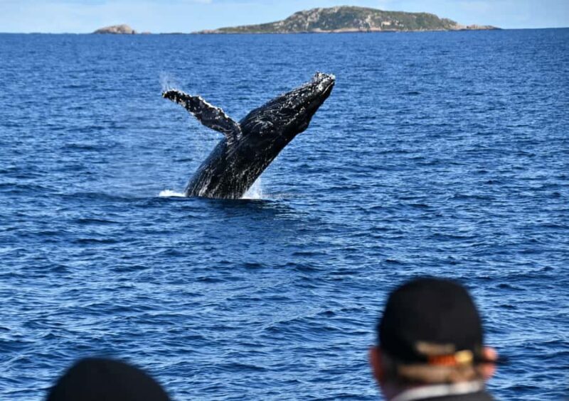 From Augusta: Whale Watching Award Winning Tour - Authentic Encounters and Authentic Education