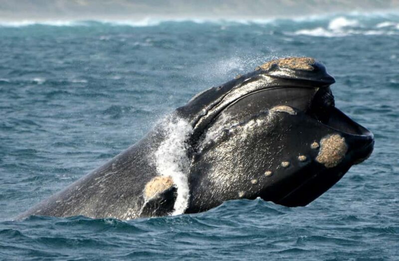 From Augusta: Whale Watching Award Winning Tour - Timing and Booking: When, How, and Cost