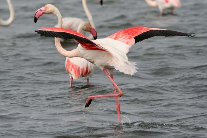 From Avignon: Camargue Tour with Pont de Gau Bird Park Entry - Key Points