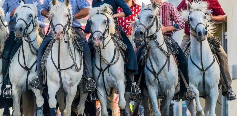 From Avignon: Camargue Tour with Pont de Gau Bird Park Entry - Who Will Love This Tour?