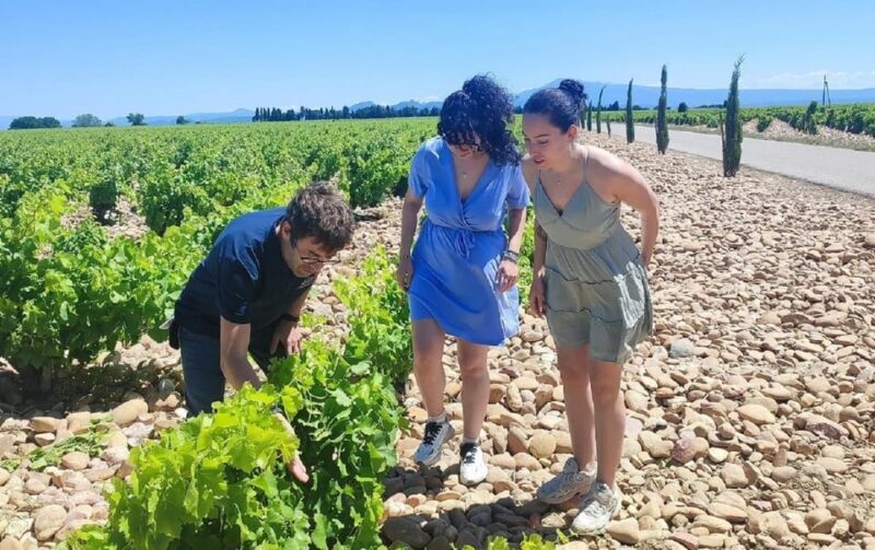 From Avignon: Châteauneuf du Pape Half-Day Wine Tour - Scenic Photo Stop at Châteauneuf-du-Pape