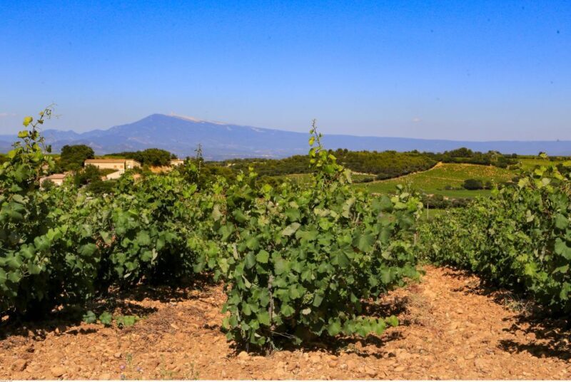From Avignon: Half-Day Great Vineyards Tour - An In-Depth Look at the Tour Experience