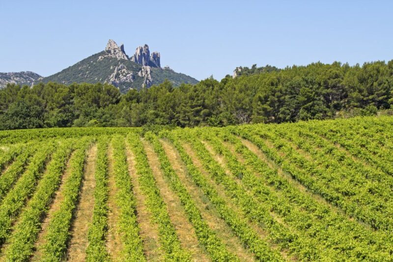 From Avignon: Half-Day Great Vineyards Tour - Who Will Enjoy This Tour?
