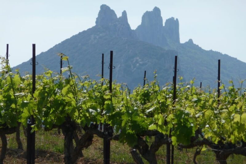 From Avignon: Half-Day Great Vineyards Tour - Final Thoughts