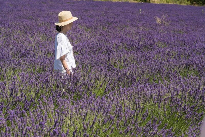 From Avignon: Half Day Lavender Tour to Sault - The Sum Up