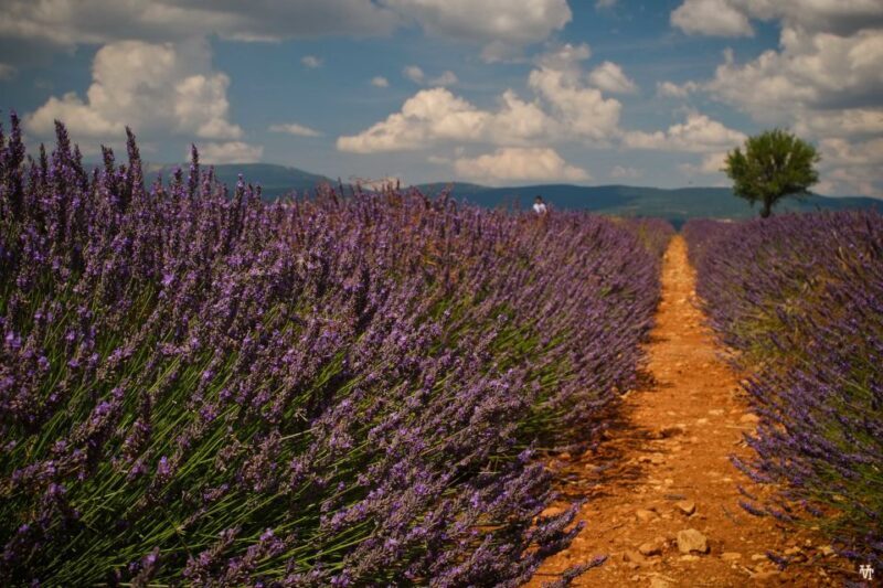From Avignon: Lavender Fields & Luberon Village Guided Tour - Introduction: Discovering the Charm of Provence’s Lavender and Villages