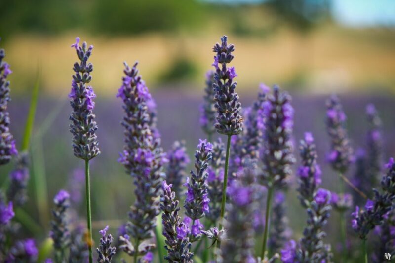 From Avignon: Lavender Fields & Luberon Village Guided Tour - The Sum Up: Why This Tour Offers Real Value