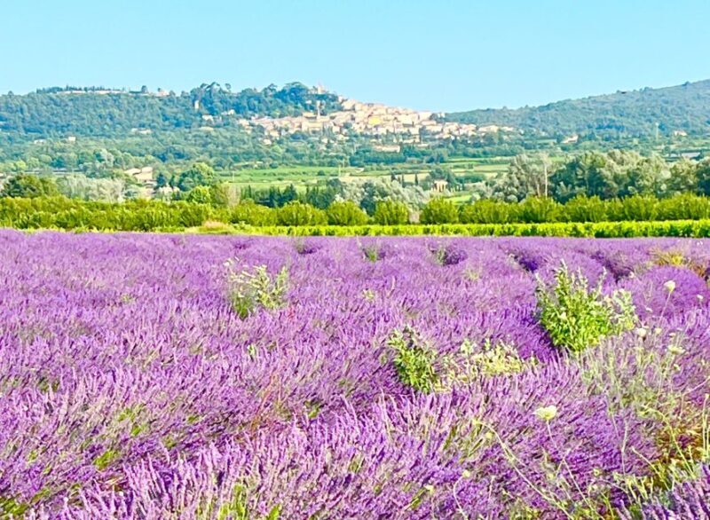 From Avignon: Lavender Tour around Valensole or Sault - Key Points