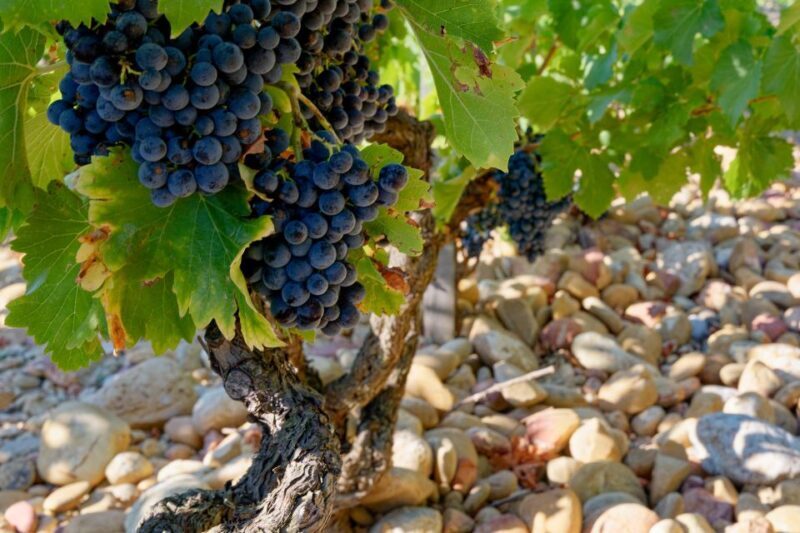 From Avignon: Luberon and Chateauneuf-du-Pape Full-Day Tour - FAQ