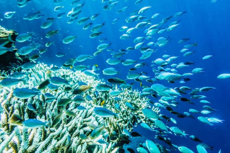 From Bali: 3 Snorkeling Spots Tour to Lembongan and Penida - Final Thoughts: Is This Tour Worth It?