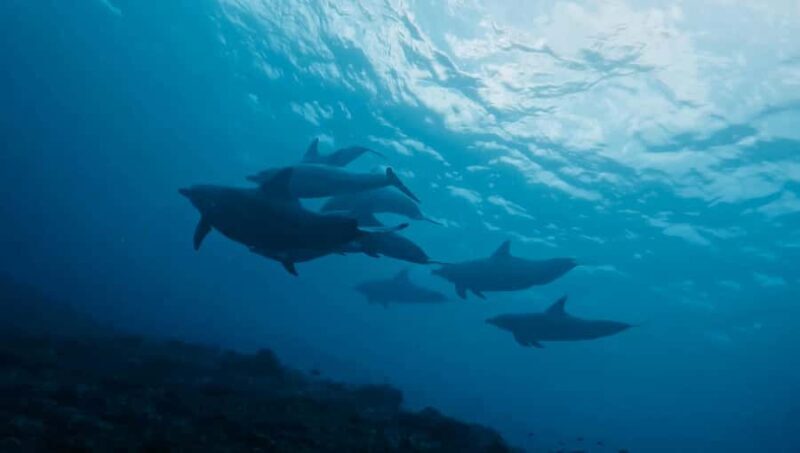 From Bali: Beginner Scuba Diving to Nusa Penida & Lembongan - Introduction