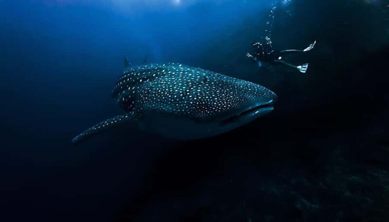 From Bali: Beginner Scuba Diving to Nusa Penida & Lembongan - Key Points