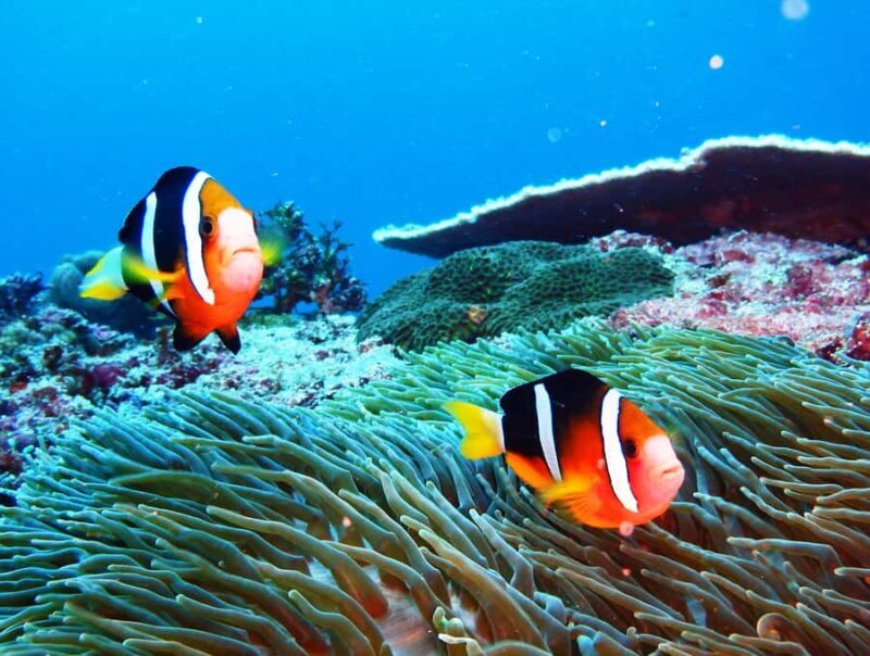 From Bali: Beginner Scuba Diving to Nusa Penida & Lembongan - FAQs