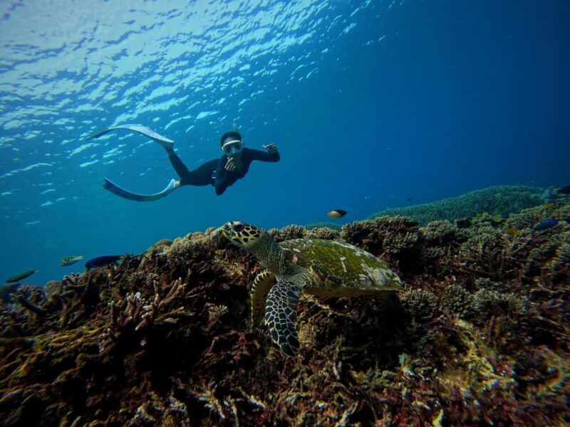 From Bali: Half Day Snorkeling 3 Spots to Lembongan & Penida - An In-Depth Look at the Tour Experience