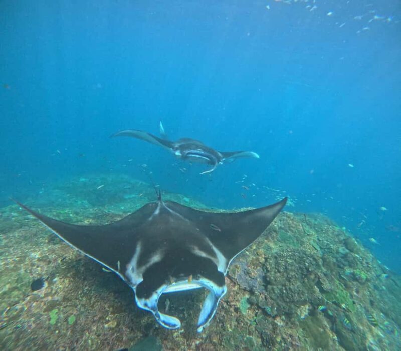 From Bali: Nusa Penida 3 Spots Snorkeling Tour & West Island - Introduction