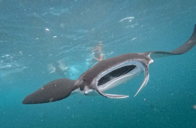 From Bali: Nusa Penida Manta Point Snorkel & Sacred Caves - The Sum Up