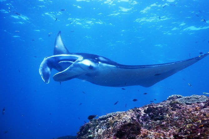 From Bali: Nusa Penida Snorkeling and Island Tour - Practical Tips for Travelers